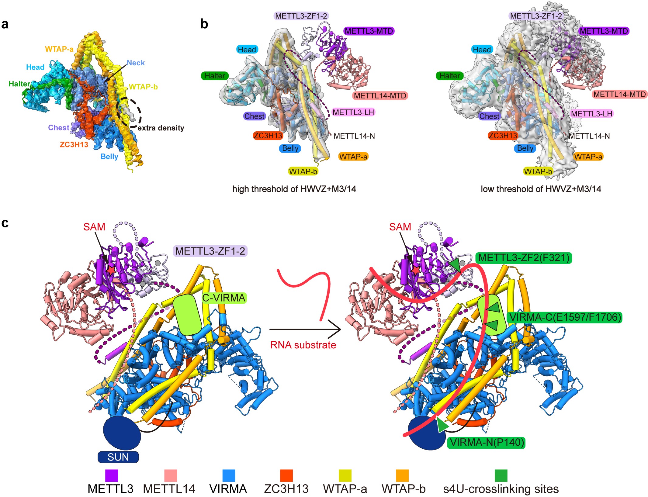 复旦大学麻锦彪团队和中科大张凯铭团队合作解析人源m6A甲基化酶复合物冷冻电镜结构