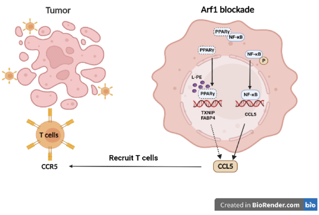 Life Metabolism丨侯宪玉团队揭示阻断癌症中Arf1介导的脂质代谢通路促进细胞毒性T细胞在肿瘤中浸润的机制